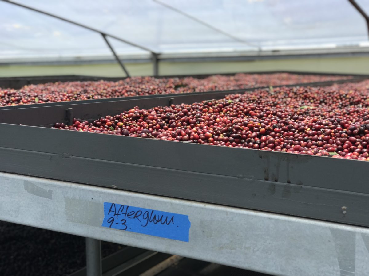 Jamison Savage et la Finca Deborah - Café Mag